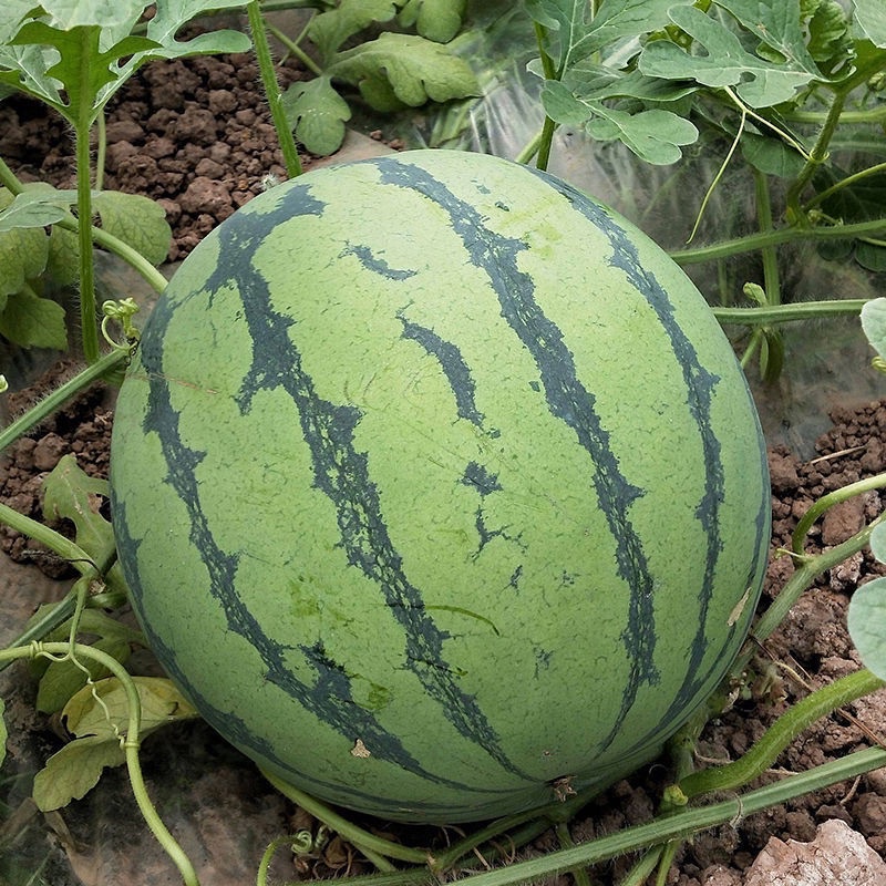 Biji Benih Tembikai Manis Merah 20pcs / Sweet Watermelon seed 超甜西瓜籽 ...