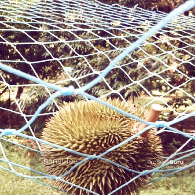 Super Value🏅DURIAN NET/ jaring durian🏅榴莲网ISO PE UV Net(complete/no ...