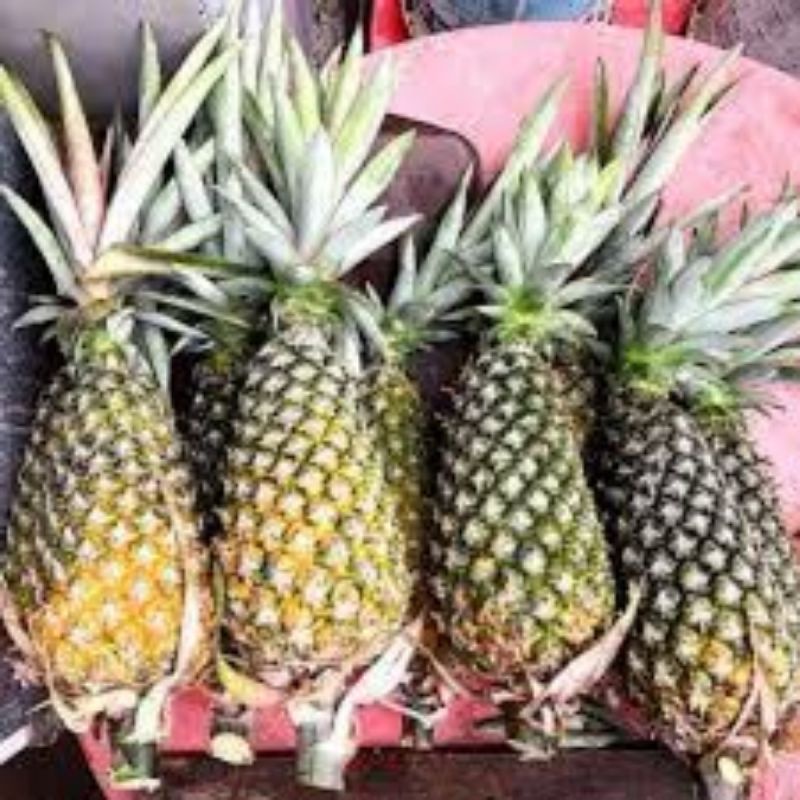Benih Yankee Nenas Buah Besar (Min10-200pcs) | Shopee Malaysia