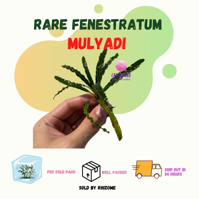 Fenestratum Mulyadi Rare Bucephalandra Emersed | Shopee Malaysia