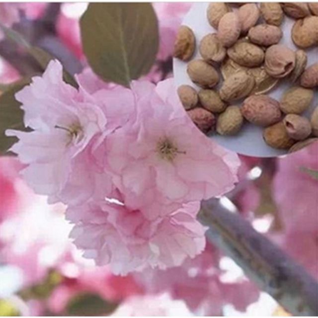 KMAX Ready Stock SAKURA SEEDS Cherry Blossom Sakura 1 Pack Seeds Sakura ...