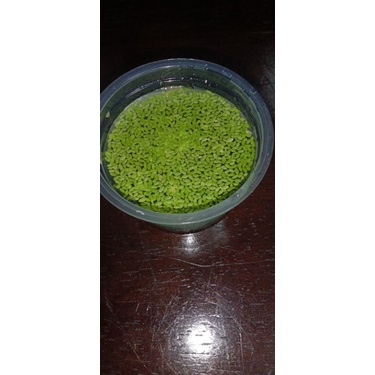 Duckweed, rumpai air untuk ikan guppy/betta | Shopee Malaysia
