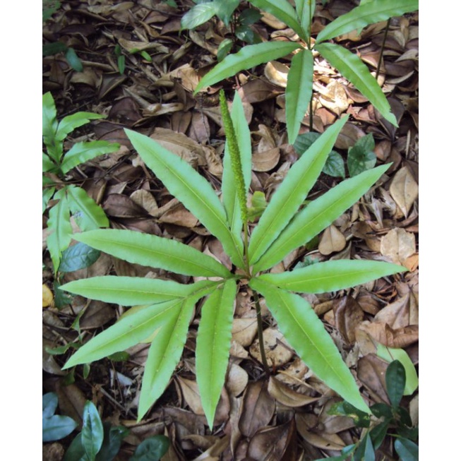 pokok herba jenis pakis cantik pokok tunjuk langit | Shopee Malaysia