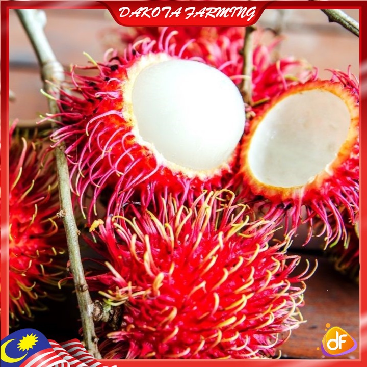 Anak Pokok Rambutan Anak Sekolah Buah Lebat Pokok Kawin | Shopee Malaysia