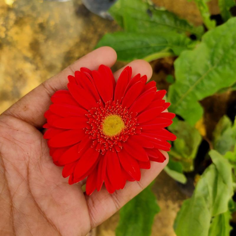 Daisy Kampung / Bunga Daisy pelbagai warna | Shopee Malaysia