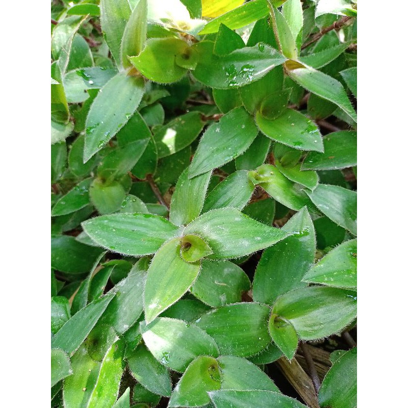 Limited stock [keratan anak pokok telinga kera] [herba] real plant ...