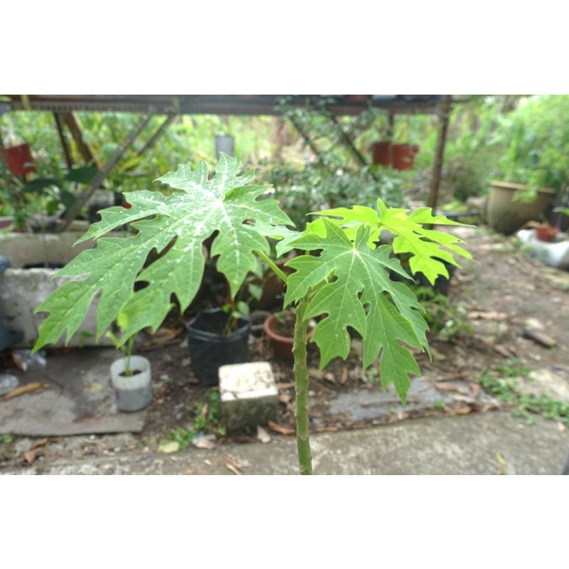 Anak pokok buah Ajaib/cili padi/lempuyang/chemangi/selasih putih,kunyit ...