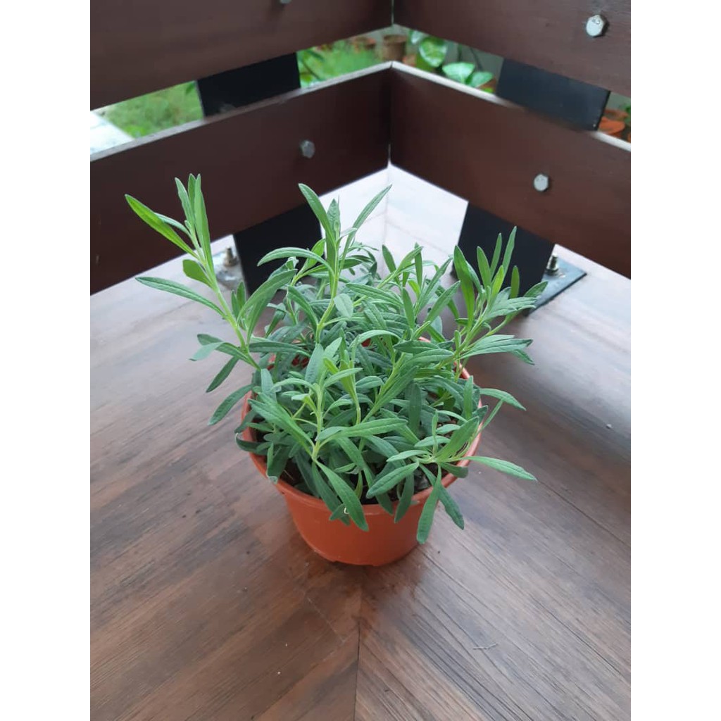 [TO KLANG VALLEY ONLY] Lavender (Lavandula angustifolia) - Pokok Hidup ...