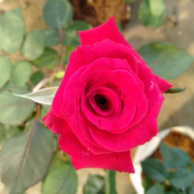 Pokok Bunga Ros Tahan Panas - Baka Thai | Shopee Malaysia