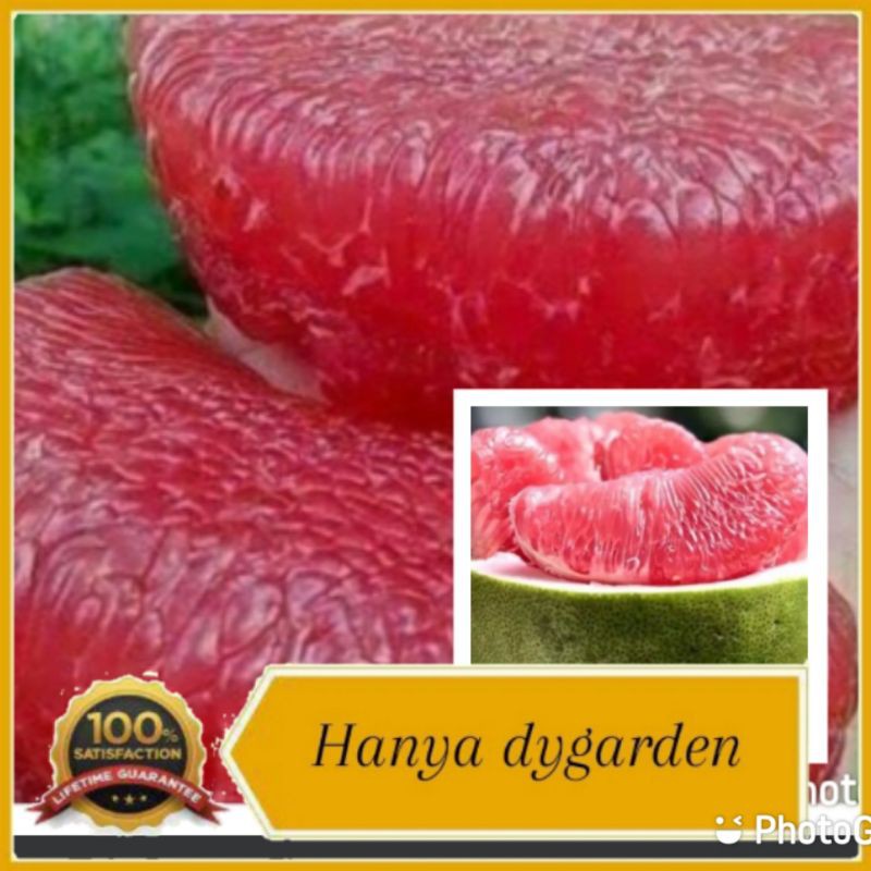 pokok limau bali merah( pokok tut) | Shopee Malaysia