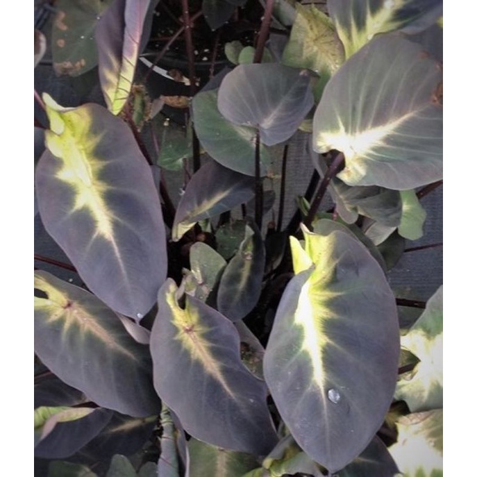 *EXOTIC RARE*COLOCASIA TROPICAL STORM | Shopee Malaysia