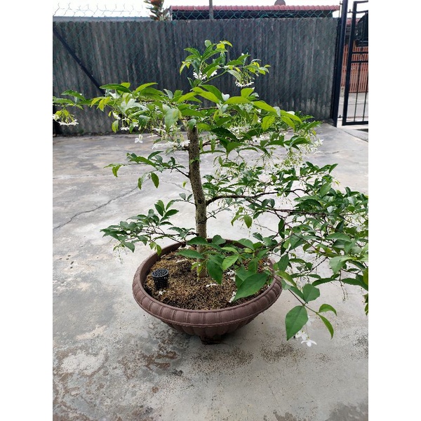 Bonsai jeliti#香水梅盆栽#Real live plants#Wrightia Religiosa#植物# | Shopee ...