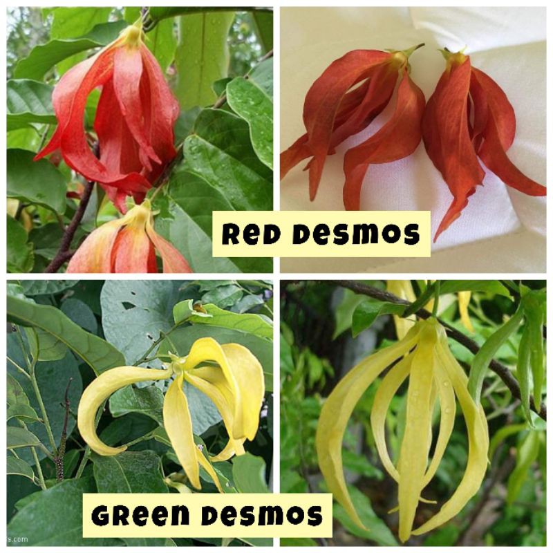 Pokok Bunga Desmos Red Green merah hijau kuning wangi fragrant real ...
