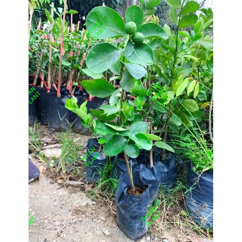OWN FARM Live Plant SEEDLESS Calamansi Plant Pokok Limau Kasturi BUAH ...