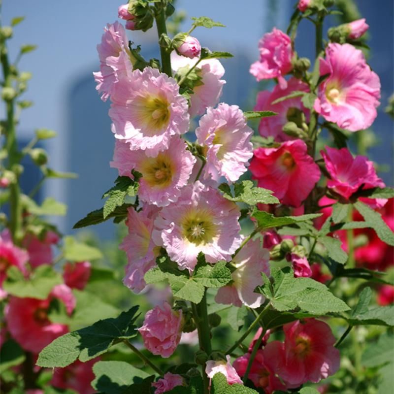 Benih Bunga Hollyhock Mix 30pcs/Althea Rosea/混色单瓣蜀葵花籽 | Shopee Malaysia