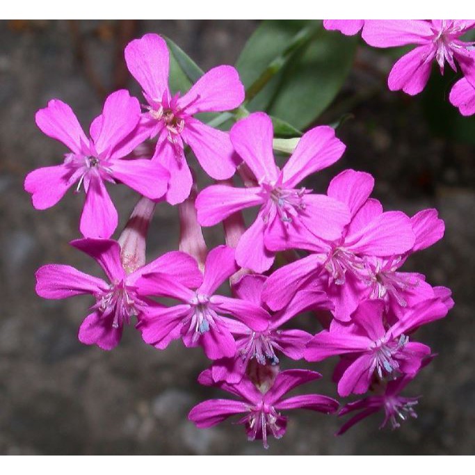 Catchfly Silene armeria flower seeds | Shopee Malaysia