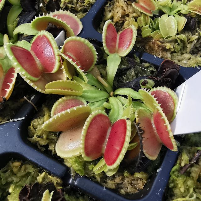 Dionaea Muscipula "Coquillage" Shell Venus Flytrap Carnivorous Plant ...