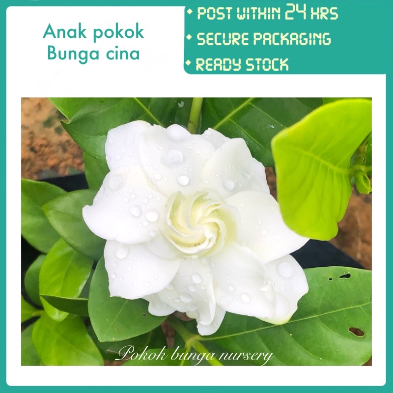 PBN - bunga cina - pokok bunga nursery fragrant wangi white flower ...