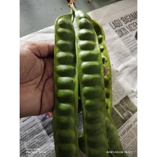 Buy petai Online With Best Price, Jun 2024 | Shopee Malaysia