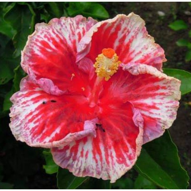 Part 2/6 : Pokok Bunga Raya Hybrid Sea Hibiscus Variegata Variegated ...