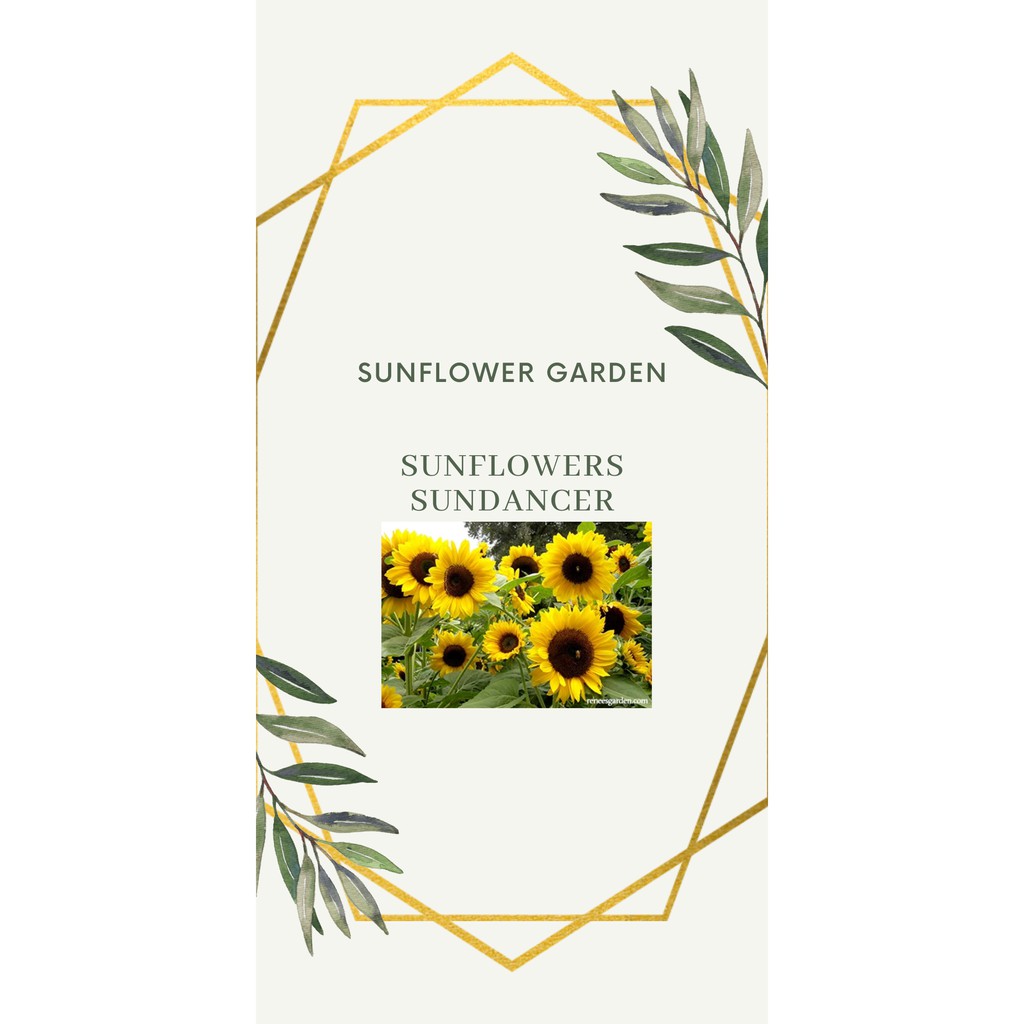 Sunflowers Sundancer (10 seeds) | Shopee Malaysia