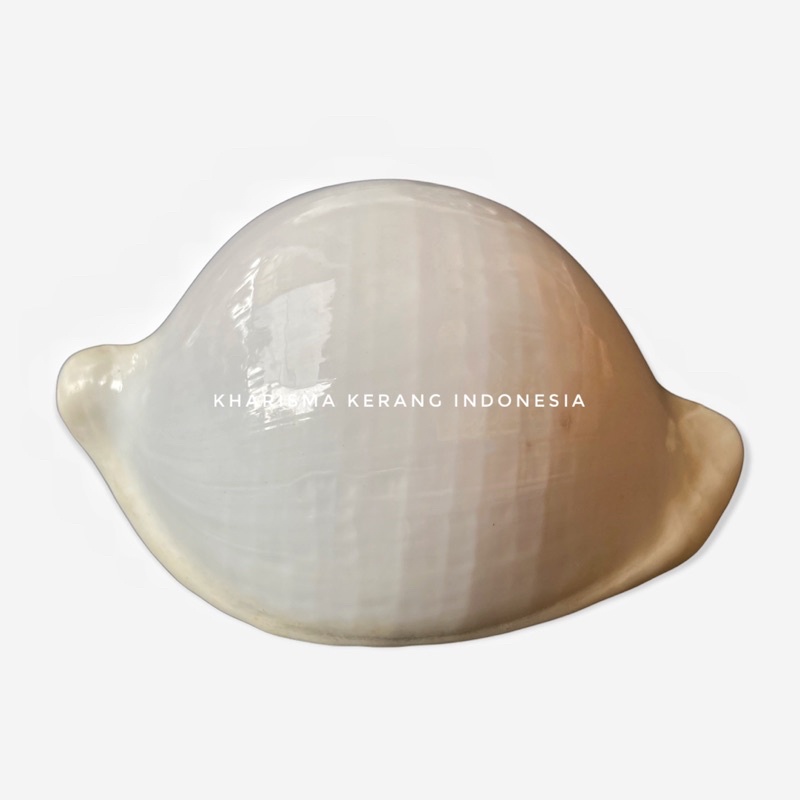 EGG COWRIE SHELL BIG OVULA OVUM SHELL WHITE COWRIE SHELL SHELL SHELL ...