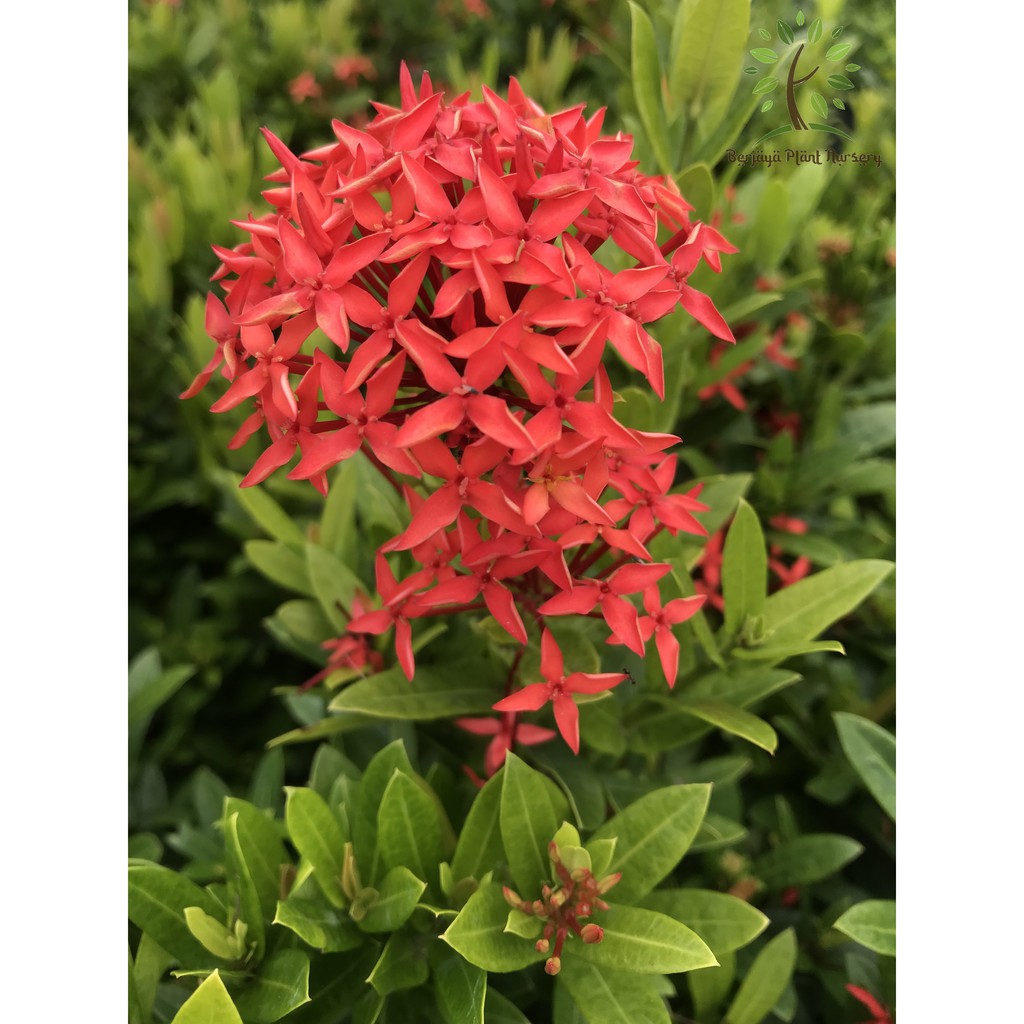 Berjaya Plant Nursery - Bunga Ixora Sunkist/Jenjarum(Pokok Bunga Hidup ...