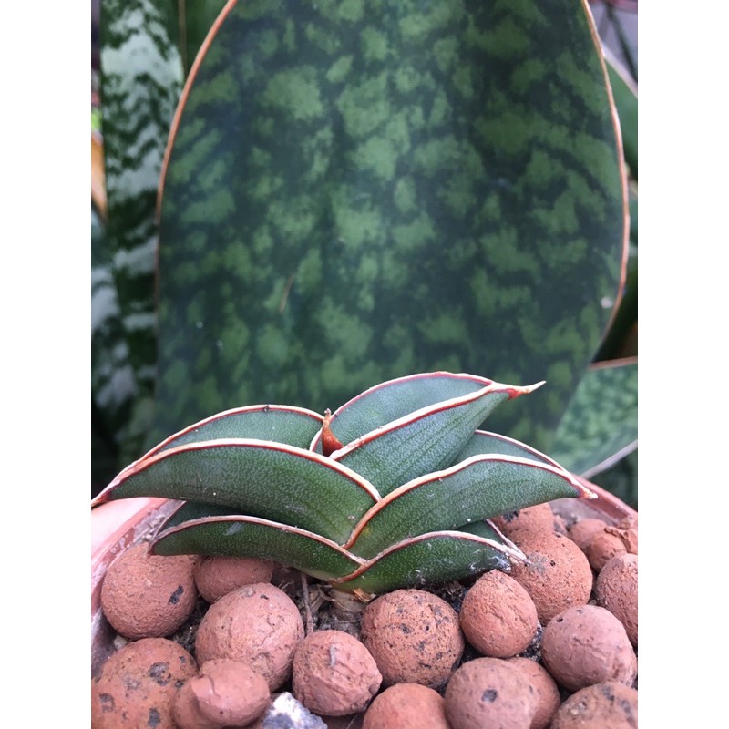 Rare Sansevieria Rorida (Pokok lidah jin) | Shopee Malaysia