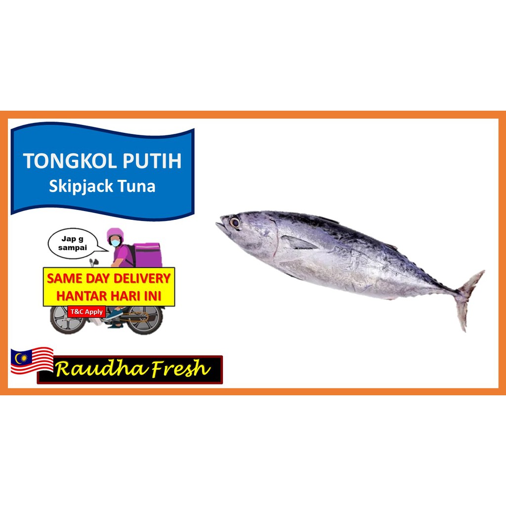 Skipjack Tuna - Tongkol Putih (1kg) | Shopee Malaysia