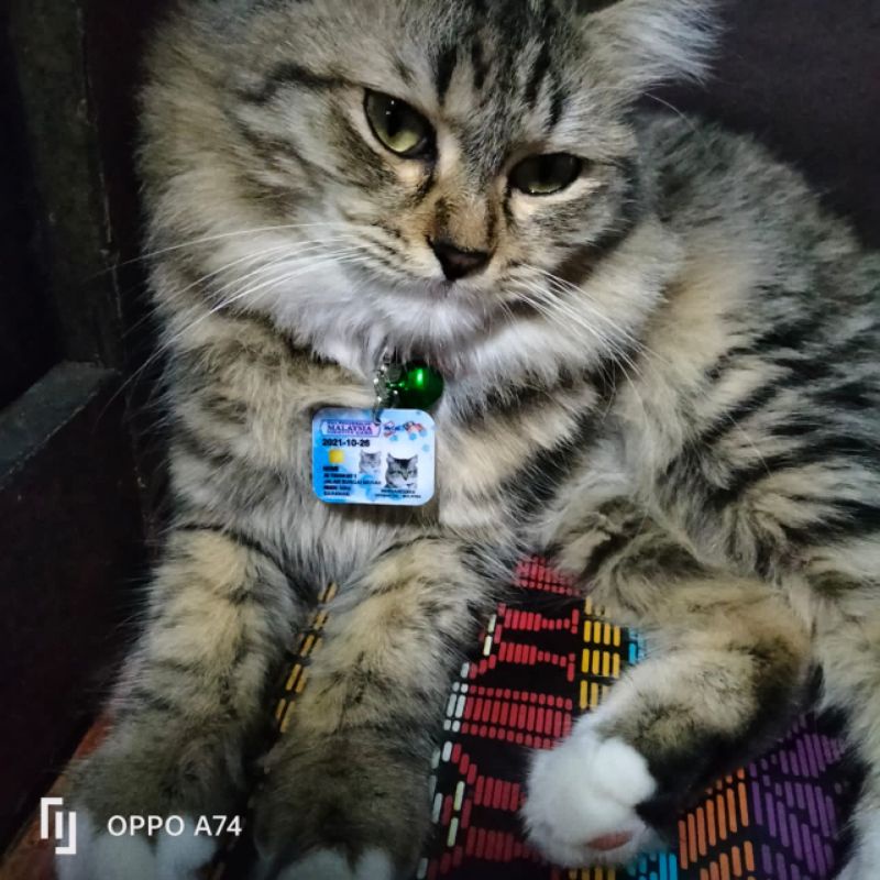 SET TAG KUCING COMEL | Shopee Malaysia