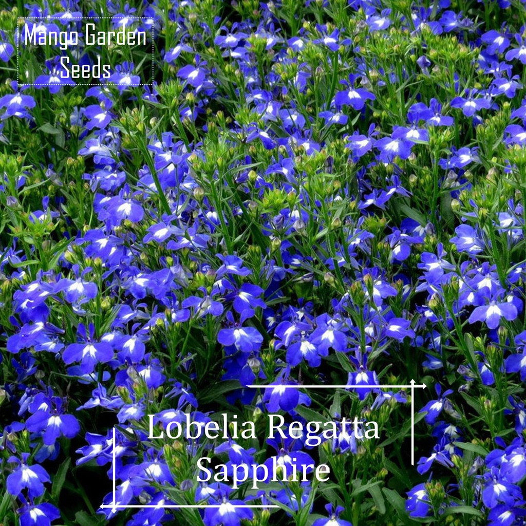 Lobelia Regatta Sapphire Flower Seeds-100 Seed *Pot Friendly* Tanam ...