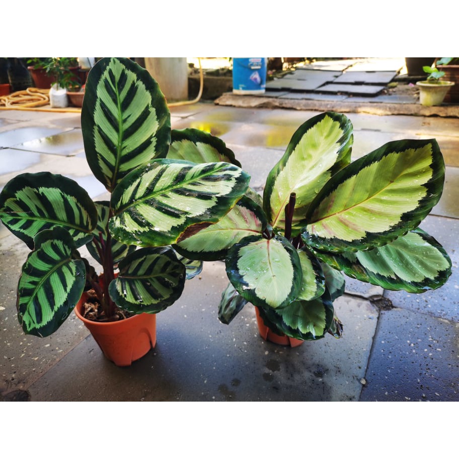 Pokok calathea cora , calathea silvia | Shopee Malaysia