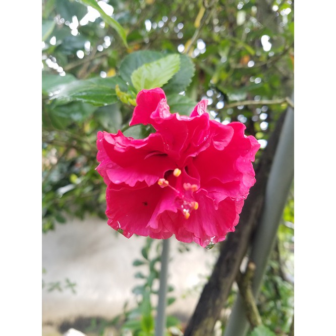 2 Keratan Batang Bunga Raya Carnation Dark Pink | Shopee Malaysia