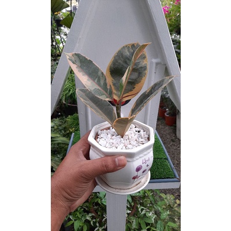 Batu chipping putih. Batu putih. Size 0.8 hingga 1 cm | Shopee Malaysia