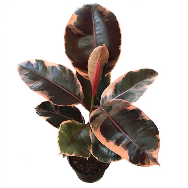 Pokok Ficus Elastica Ruby (live plant) | Shopee Malaysia