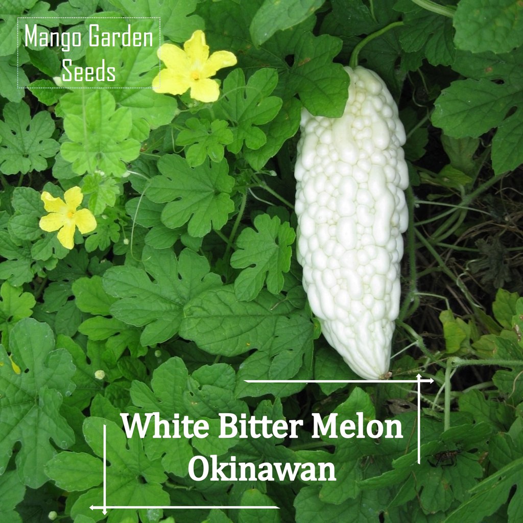 Okinawan White Bitter Melon Seeds - 3 Seed *Pot Friendly* Tanam Pasu ...
