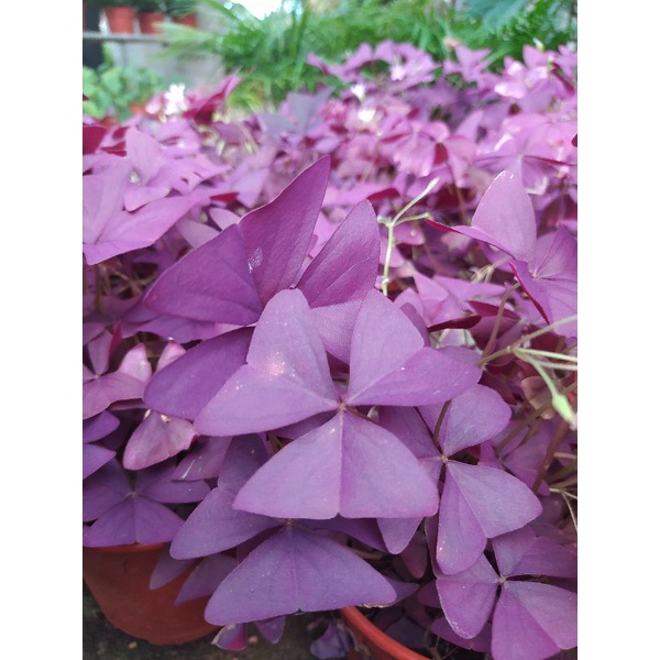 🍃 ZN LIVE PLANT 🍃 Oxalis Triangularis Pokok Rama-rama | Shopee Malaysia