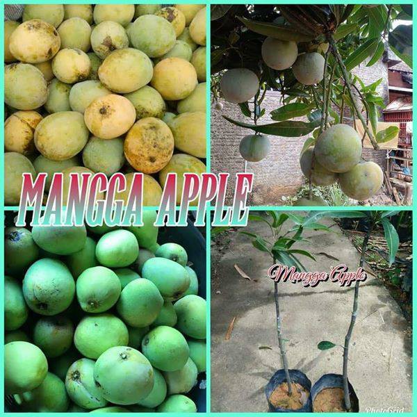 Pokok Mangga epal Hybrid/ Mango Tree (epal) | Shopee Malaysia