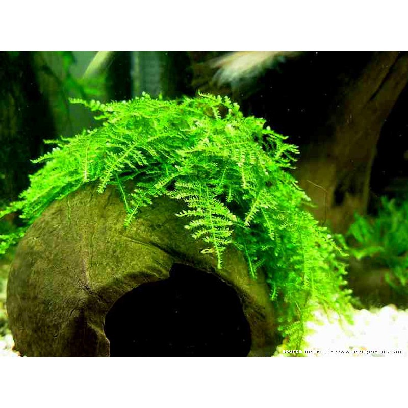 Mini Christmas Moss莫斯 - Aquatic Plant 水草 Rumput Hiasian | Shopee Malaysia