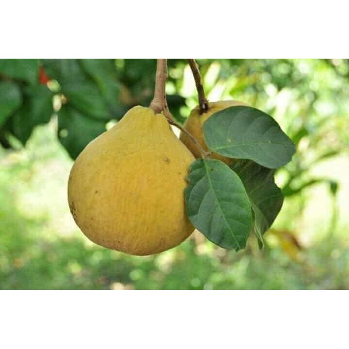 Anak Pokok Sentul/Setui Bangkok/Siam | Shopee Malaysia