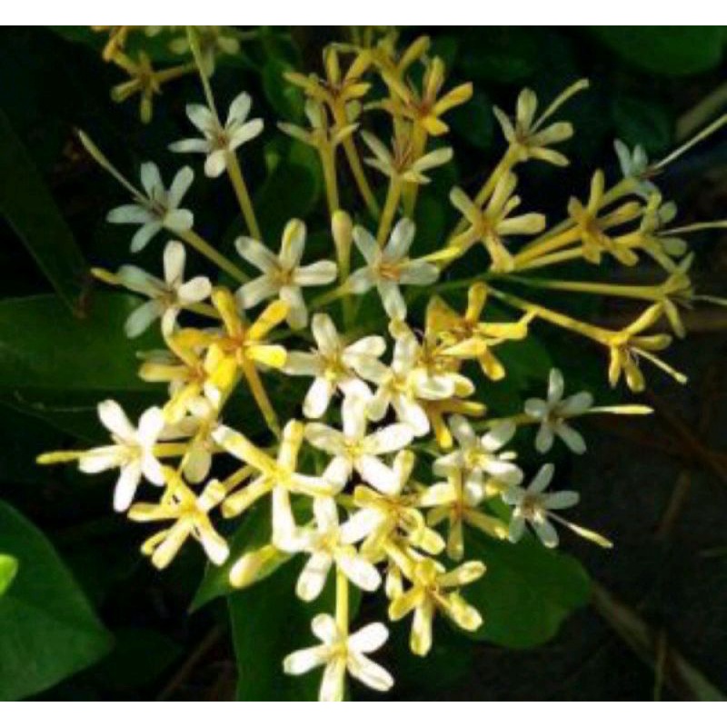 Pokok Bunga Ixora Madagascar Kuning | Shopee Malaysia