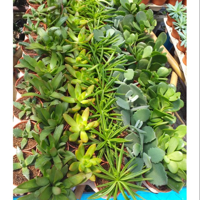 Mix cactus / succulent plants. Pokok kaktus dalam pot 1 inch. | Shopee ...