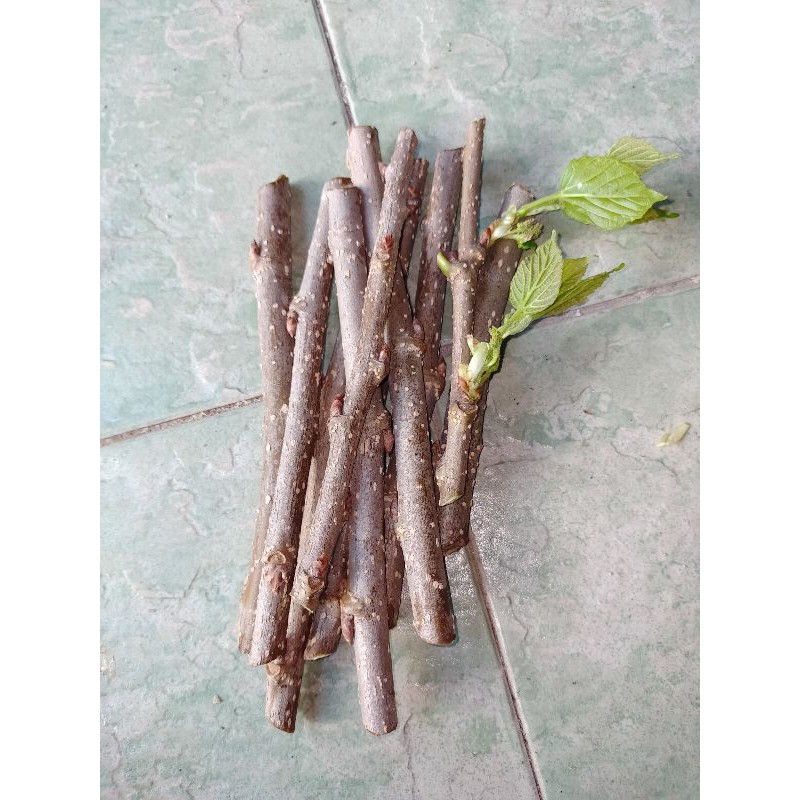 KERATAN POKOK MULBERY ( 10 keratan batang) | Shopee Malaysia