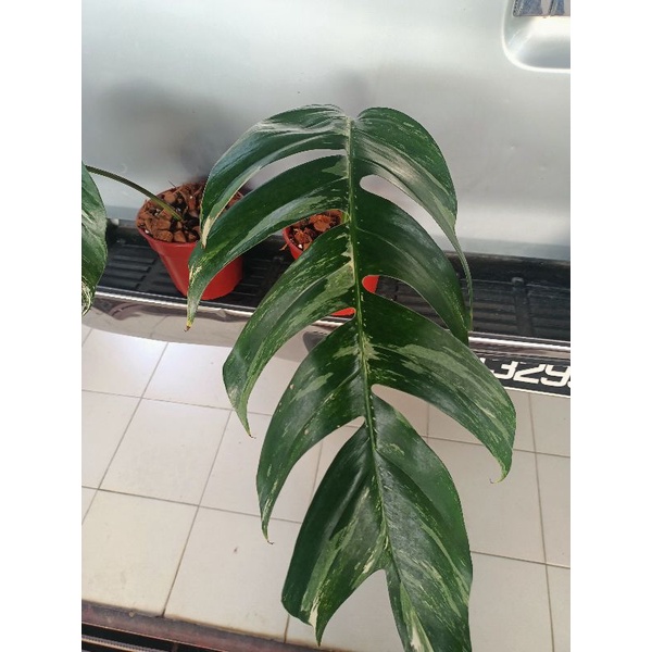 💥Epv🎉🎊🎊 live plant verigated | Shopee Malaysia