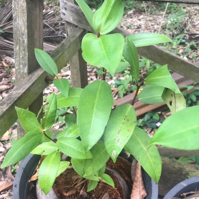 Pokok raja satung real live plant ubat kanser | Shopee Malaysia