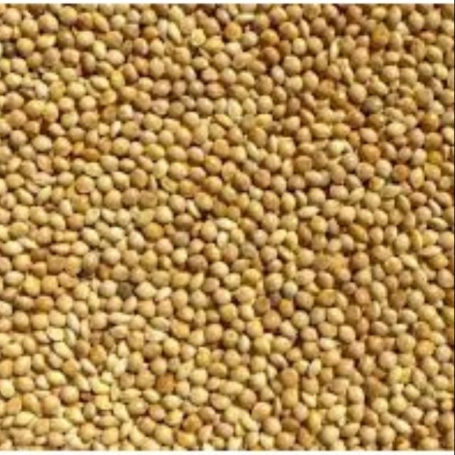1kg Sekoi white millet makanan burung made in usa harga perkilogram ...