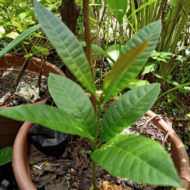 Pokok herba, pokok ubat, pokok ulam, pokok tambahan dalam masakan ...