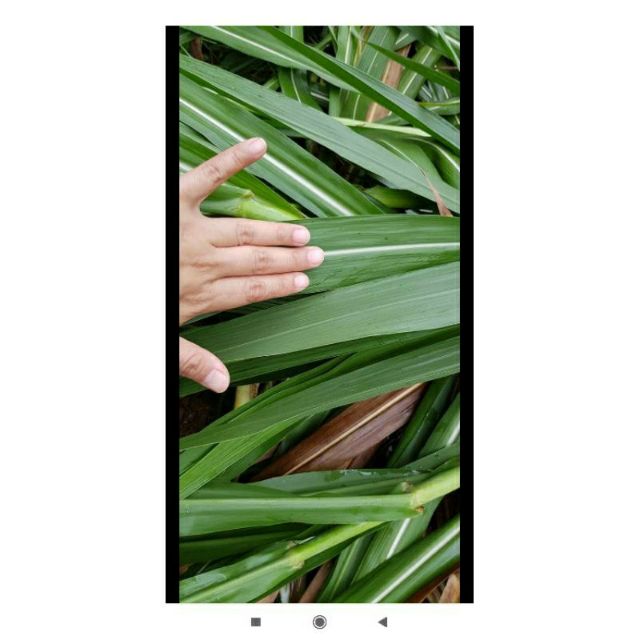 1kg DAUN Napier PANDAN makanan ARNAB GP kambing biri-biri | Shopee Malaysia