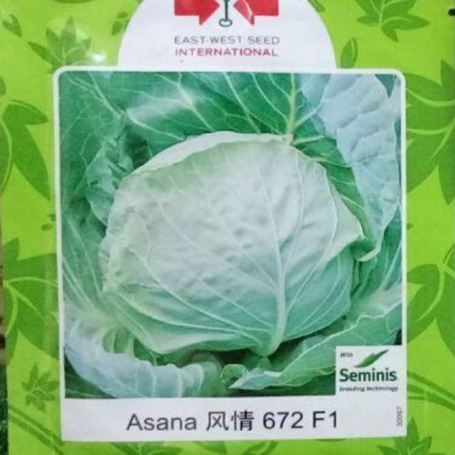 💥HOT💥KOBIS BULAT | CABBAGE Asana 672 F1 | Shopee Malaysia
