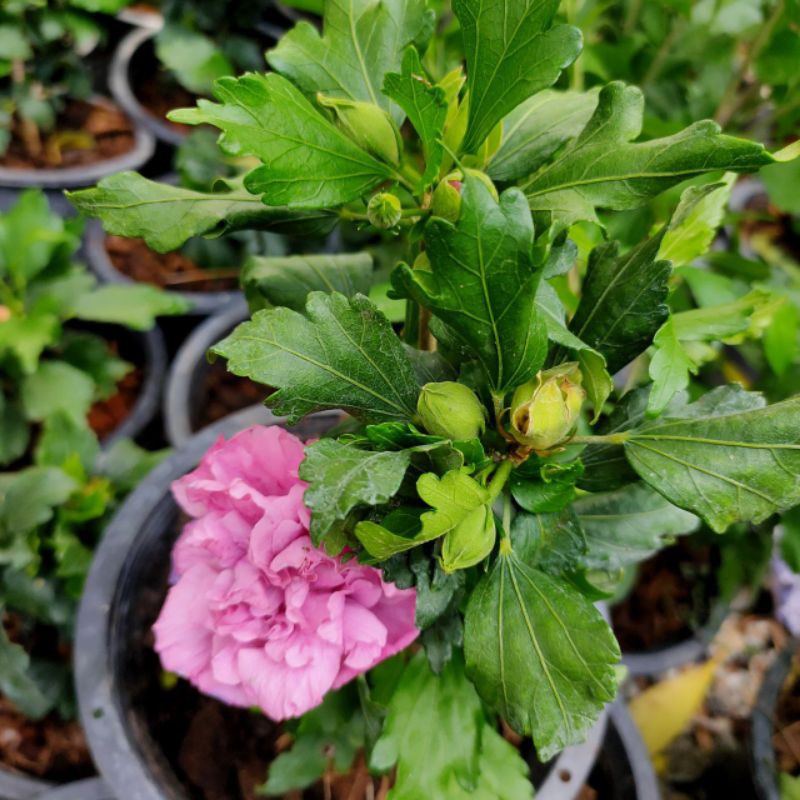 Bunga Raya Carnation Ungu & Pink | Shopee Malaysia